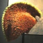 11 Interesting Facts About Traditional Hawaiian Art | Anita Louise Art