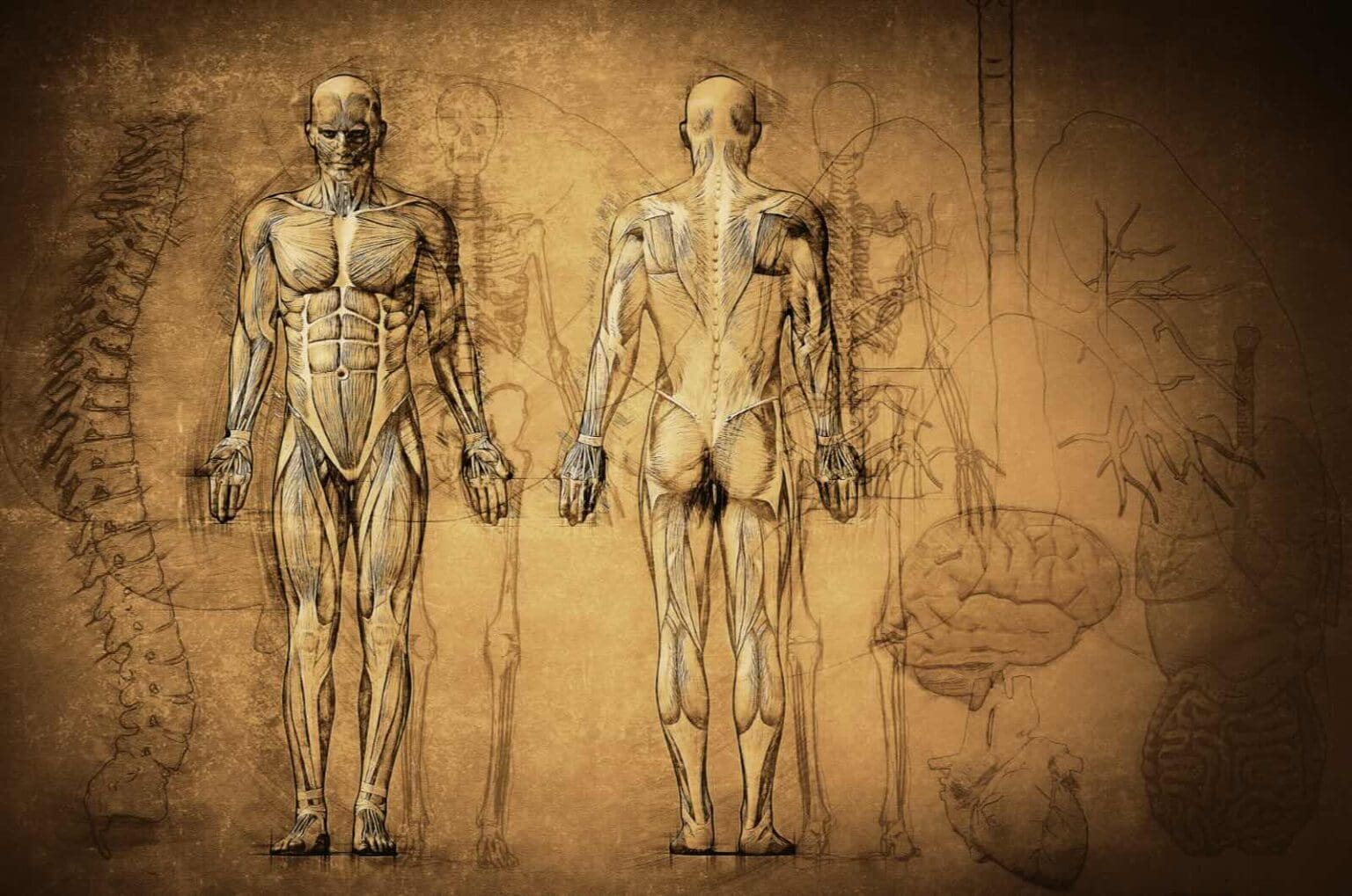 Mastering Artistic Human Anatomy | Anita Louise Art